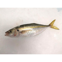 Chinchard 500/1K - MEDIT