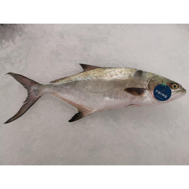 Liche 8/15 KG LE KG - MEDIT