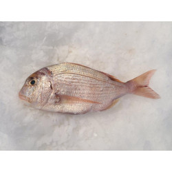 Pagre à point bleus 800/1K LE KG - ACE