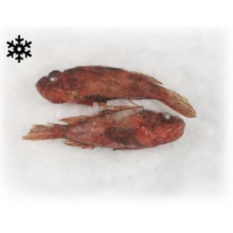 Rascasse chapon 300/800g SURG