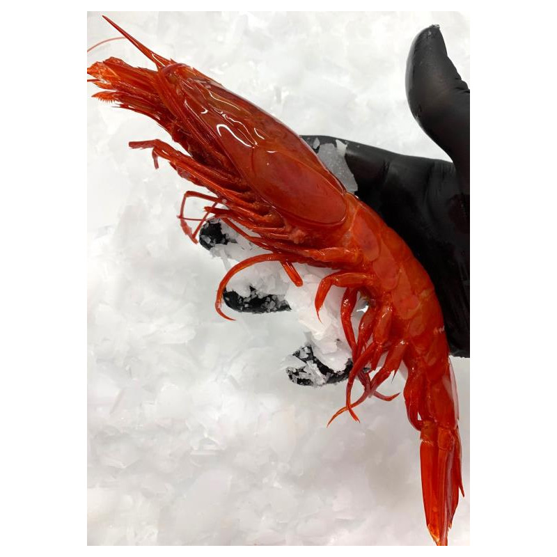 Crevette rouge alistado 20/25