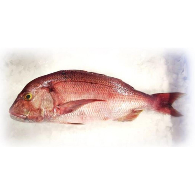 Dentex gibbosus 5K+ - ACE