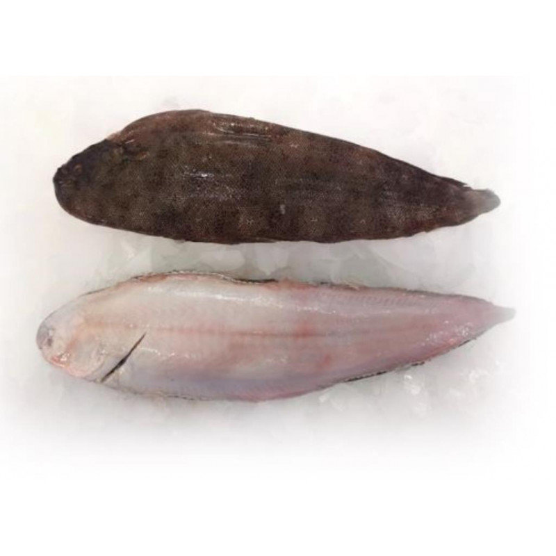 Sole tigrée ruardon 300/400G - ACE