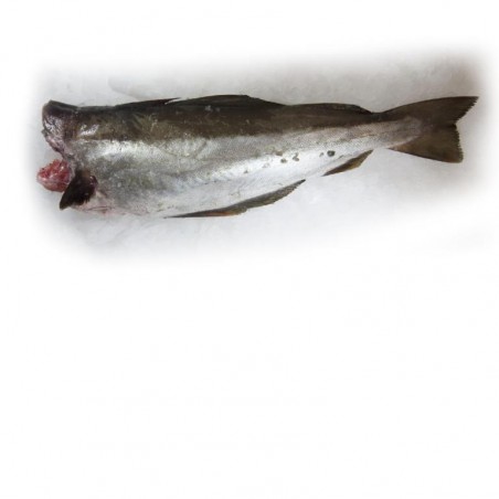 Lieu jaune 2/4K LE KG - ANE