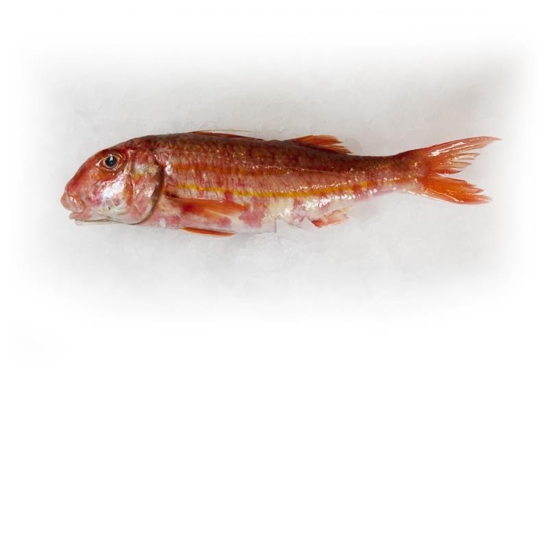 Rouget barbet 150/200G - ANE