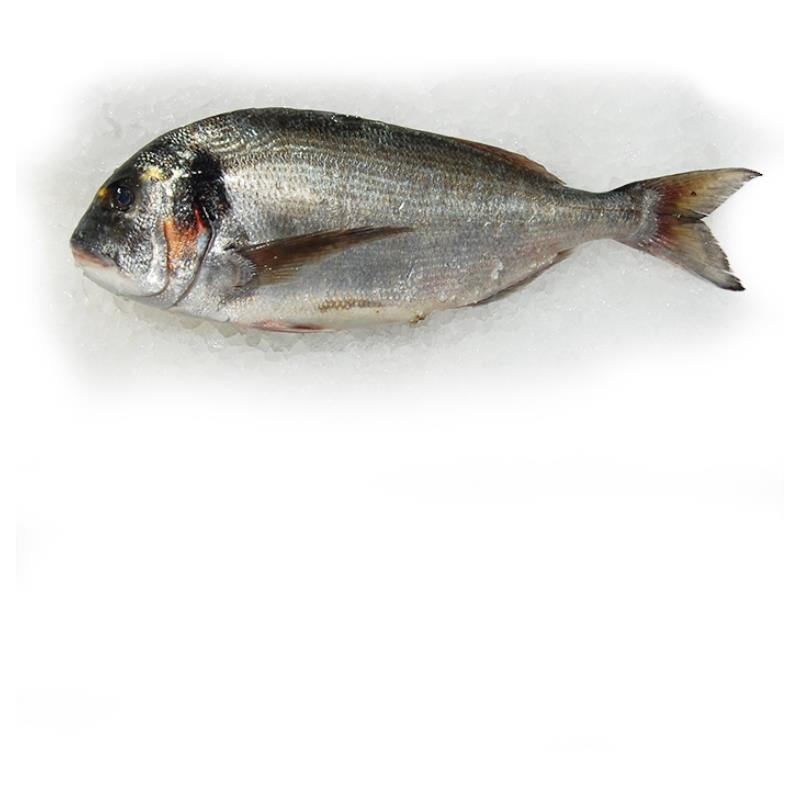 Dorade royale 400/600G - MEDIT